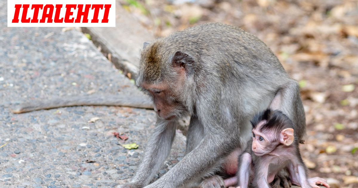 Apina huvitteli aitaukseen pudonneella puhelimella