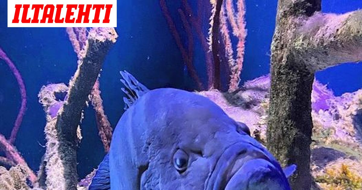 Sea Lifen Mikko-meriahven nauttii jälleen huomiosta