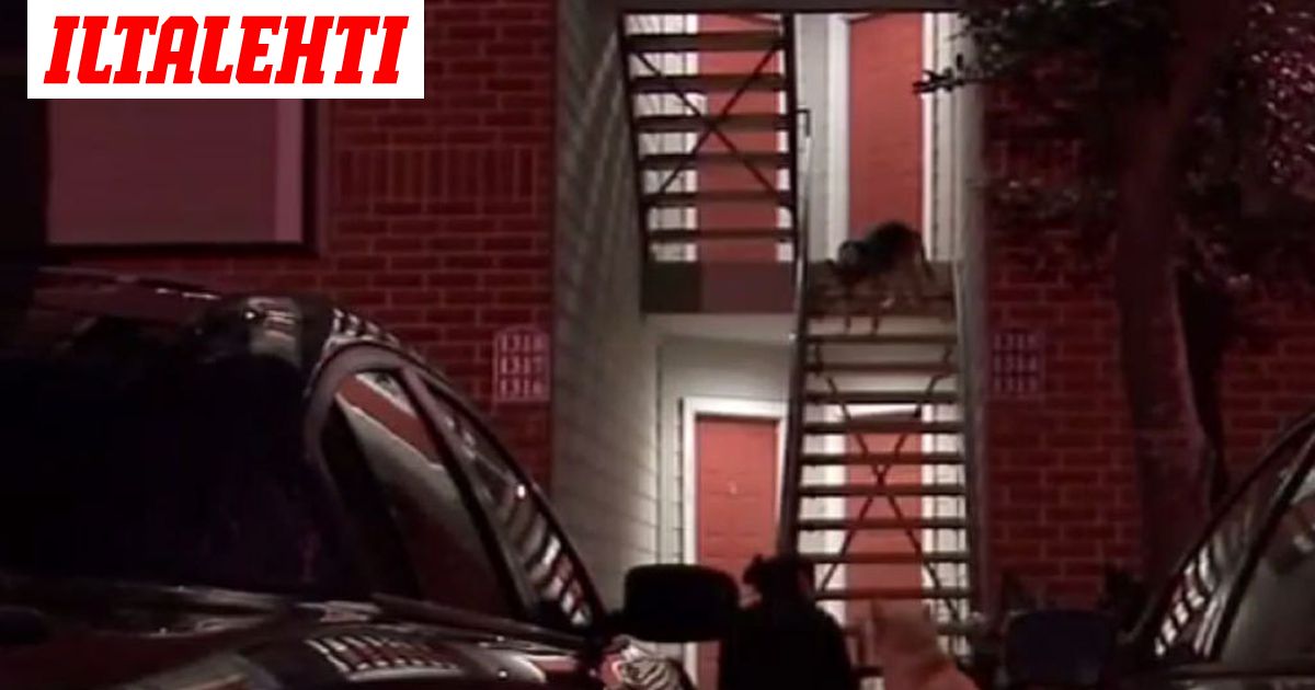 Koira odotti kärsivällisesti kuollutta omistajaansa kotiin - ei liikkunut vartiointipaikaltaan