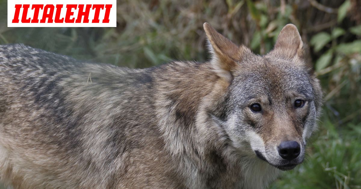 Sudet riesana Hollannissa – "Ei kannata vierailla"