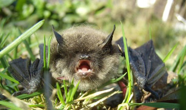 Florida etsii lepakkoa pussanneita lapsia
