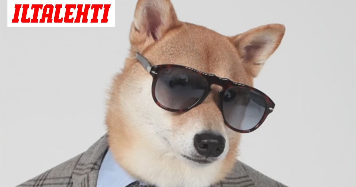 Mitä ihmettä! Koirasta tuli muotistara