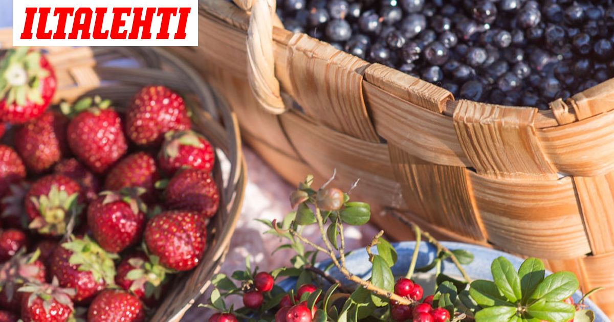 Erotatko mustikan ja variksenmarjan toisistaan? Testaa marjatietosi IL ...
