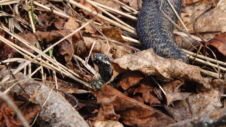 Kevään ensimmäiset kyyt heräsivät – kuvat ja video