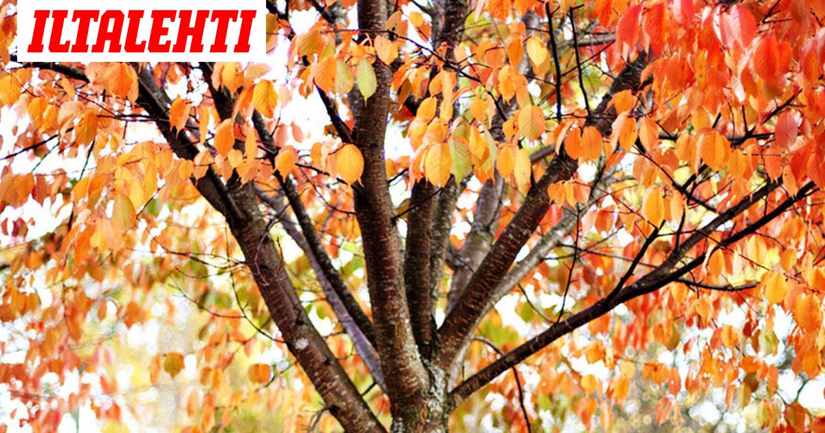 Kotivinkki: Näin laitat syyspihan talviteloille