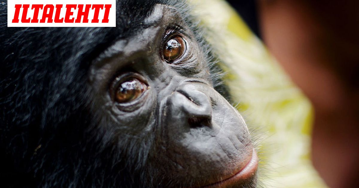 ///KE-AAMUSSA///Söpöysvaroitus! Pienet bonobot ovat kuin ihmisvauvoja