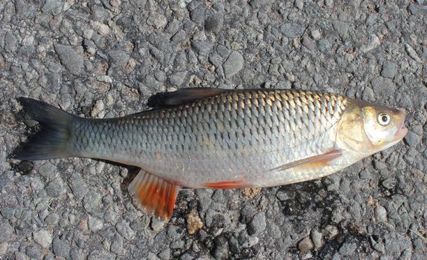 Päivän kala: turpa