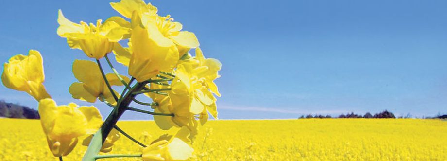 Saathan tarpeeksi omegaa?