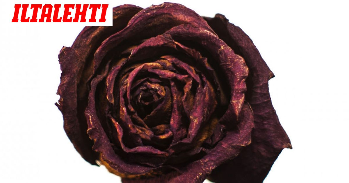 Ruusu voi aiheuttaa vakavan yleisinfektion - ensioireet yleisiä vaivoja