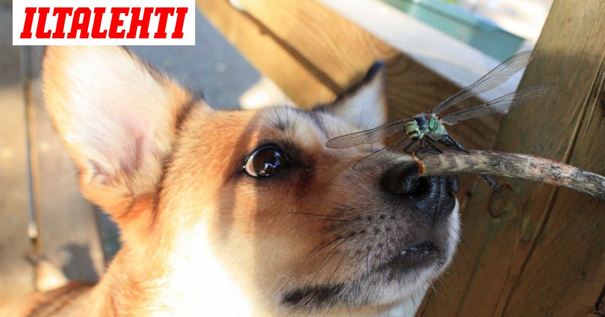 Aurinkoinen viikonloppu edessä!