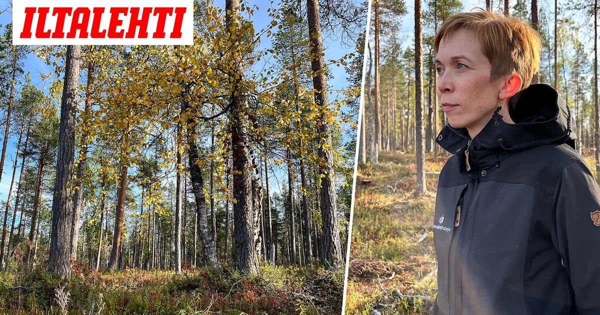 Harmaa suojelu: Metsänomistajan kirosana