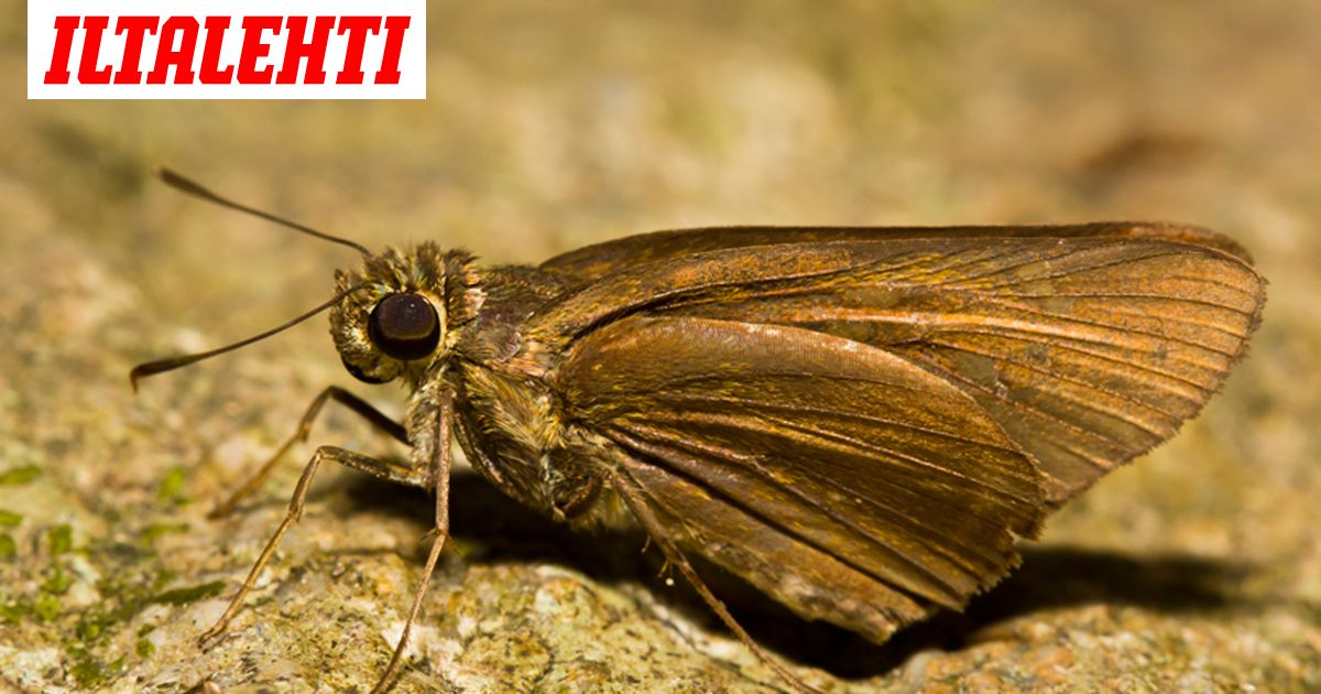 Päiväkausien piina: Karmiva surina miehen korvassa loppui vasta sairaalassa