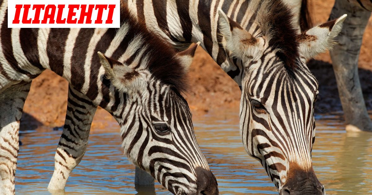 Uusi juomatrendi valloittaa maailmalla: Tunnetko jo seeprajuonnin?