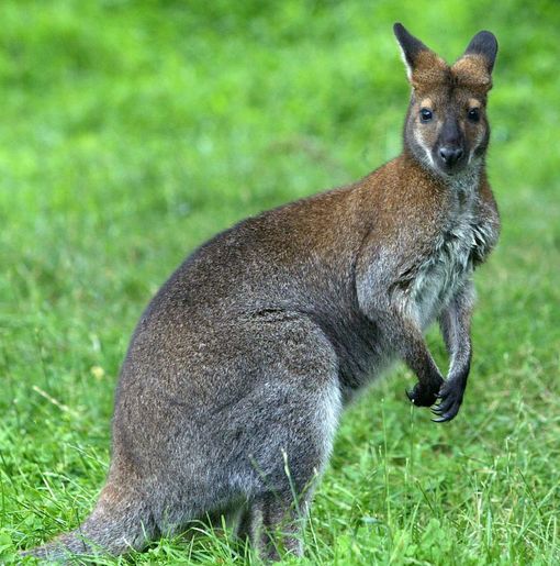 Kenguru hyökkäsi naisen kimppuun