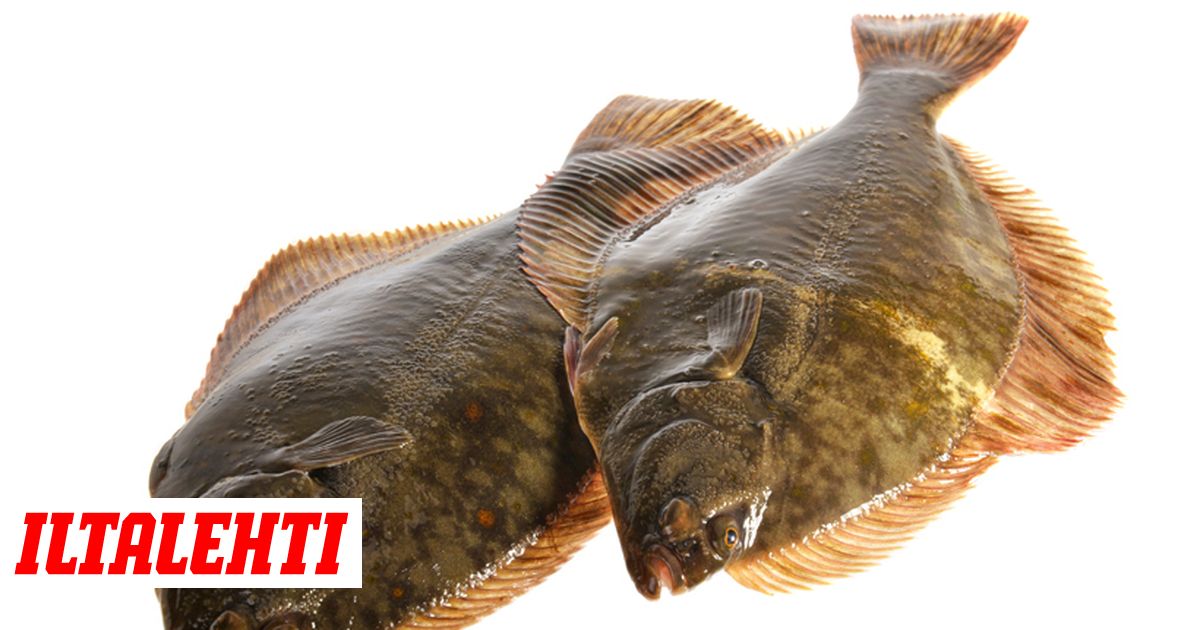 Päivän kala: kampela