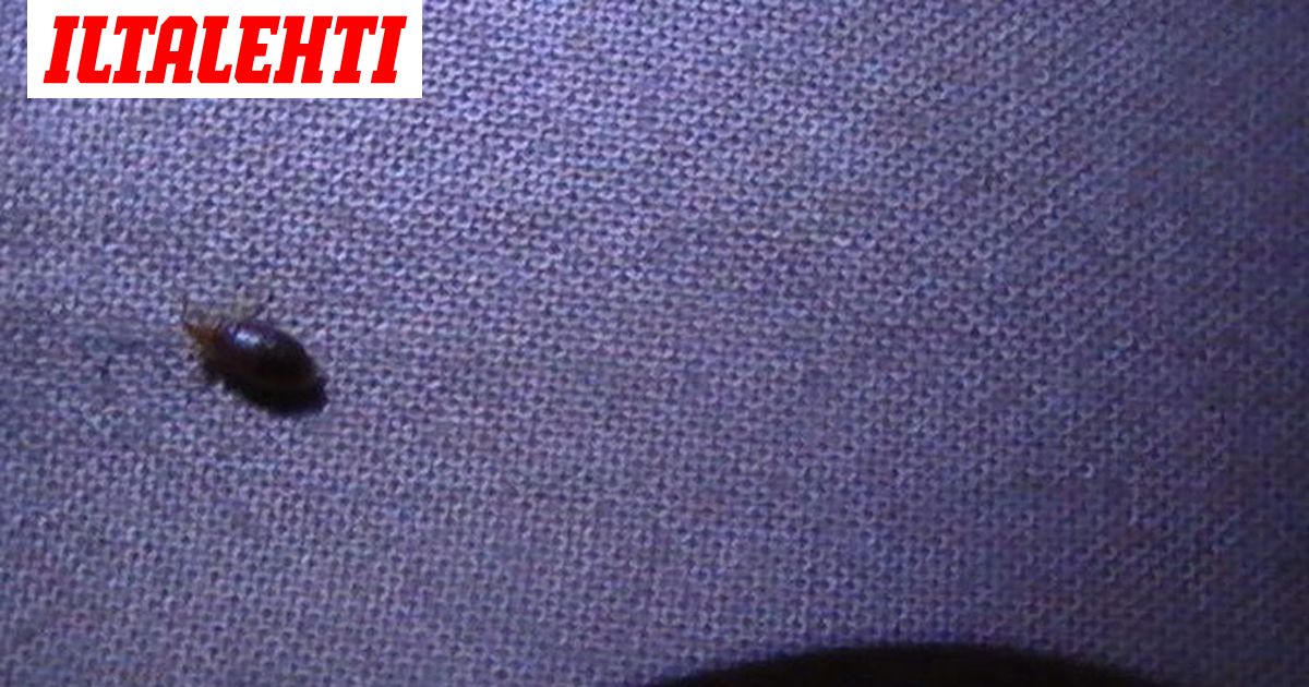 Luteet valloittivat ruotsalaisnaisen sängyn