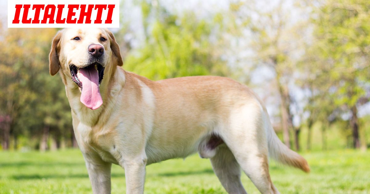 Tässä ovat Suomen suosituimmat koirat – 20 rotua