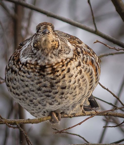 Tämä pyy sai nimekseen Tanhupallo - katso kuva, niin tiedät miksi