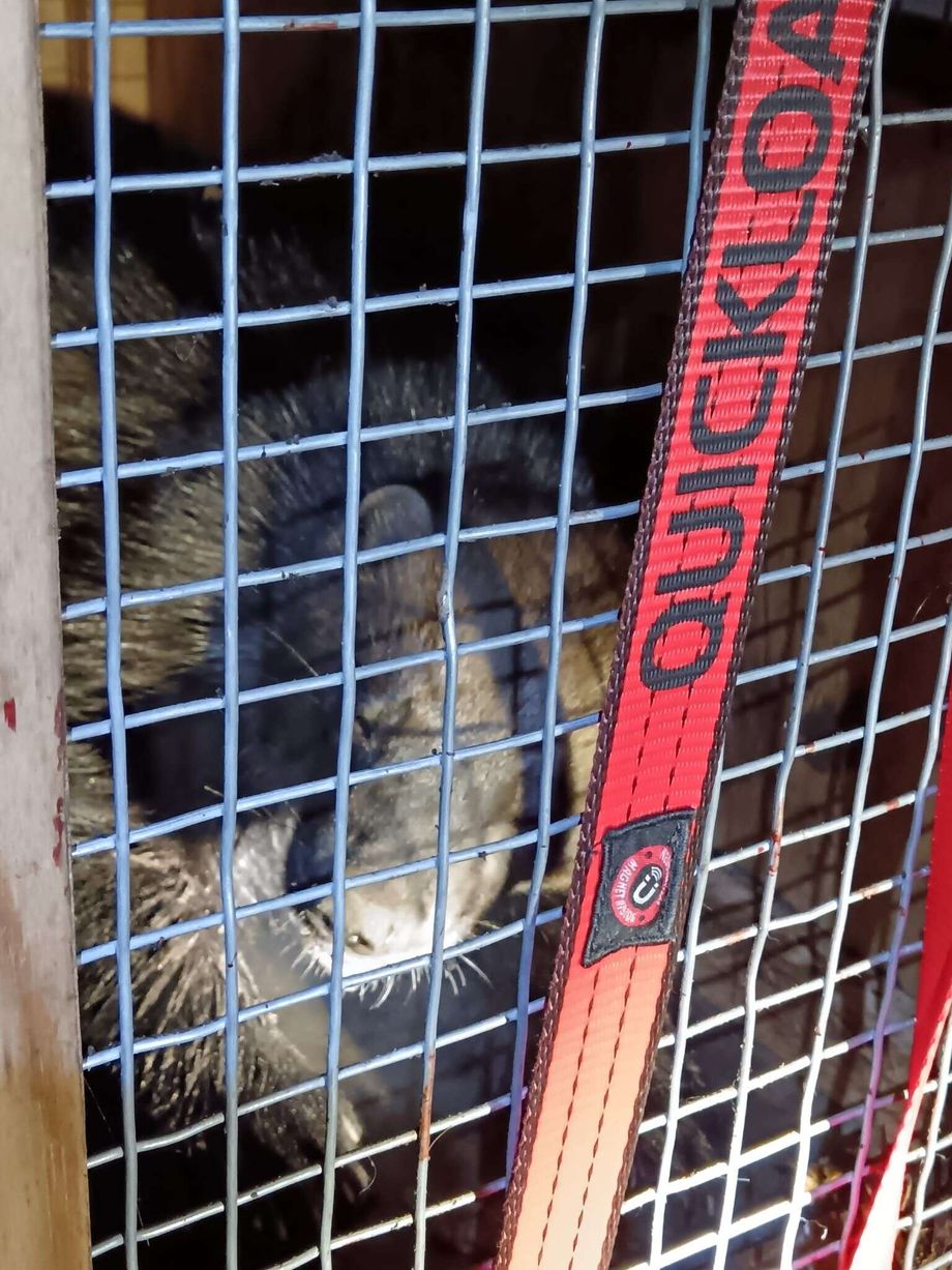 Turun ahma jäi satimeen – Tältä se näytti ja kuulosti