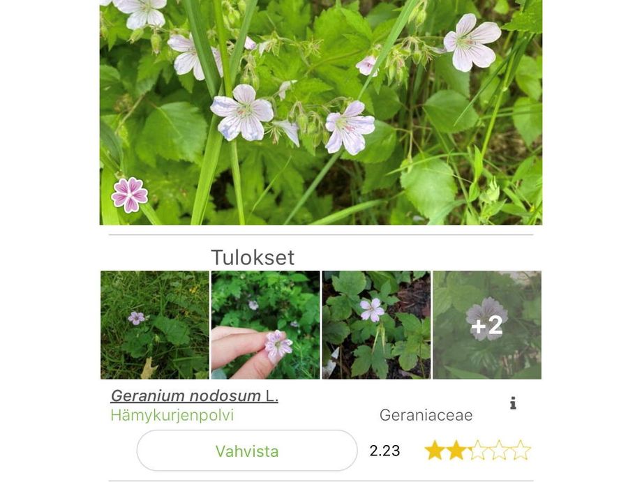 PlantNet: fiksu suomenkielinen mobiilisovellus tunnistaa kasvit