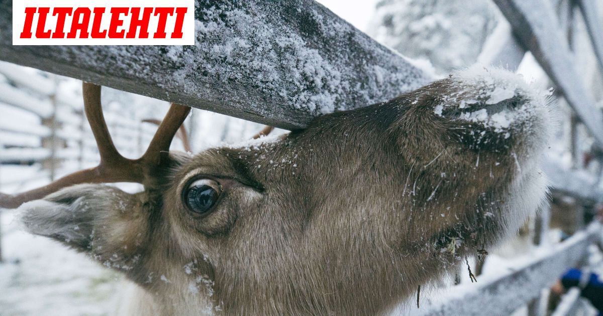 Yle: Porojen röyhtäilystä hankala seuraus