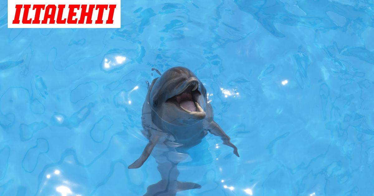 Ihmisten aiheuttama merimeteli saanut delfiinit ”huutamaan”