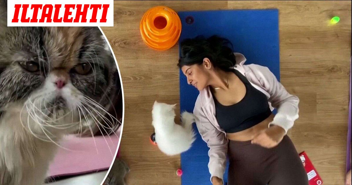 Näin kissajooga hurmaa kävijänsä