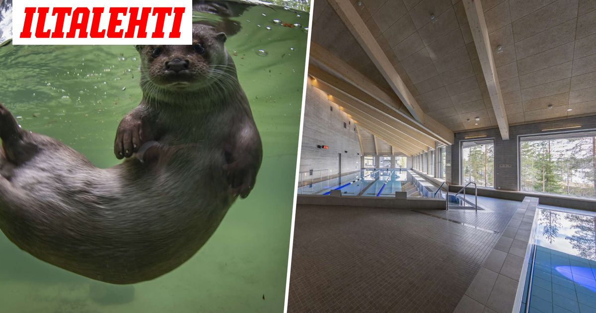 Kaupallinen yhteistyö Ähtäri Zoo: Taas yksi hyvä syy matkustaa kesälomalla Ähtäriin! Uusi ...