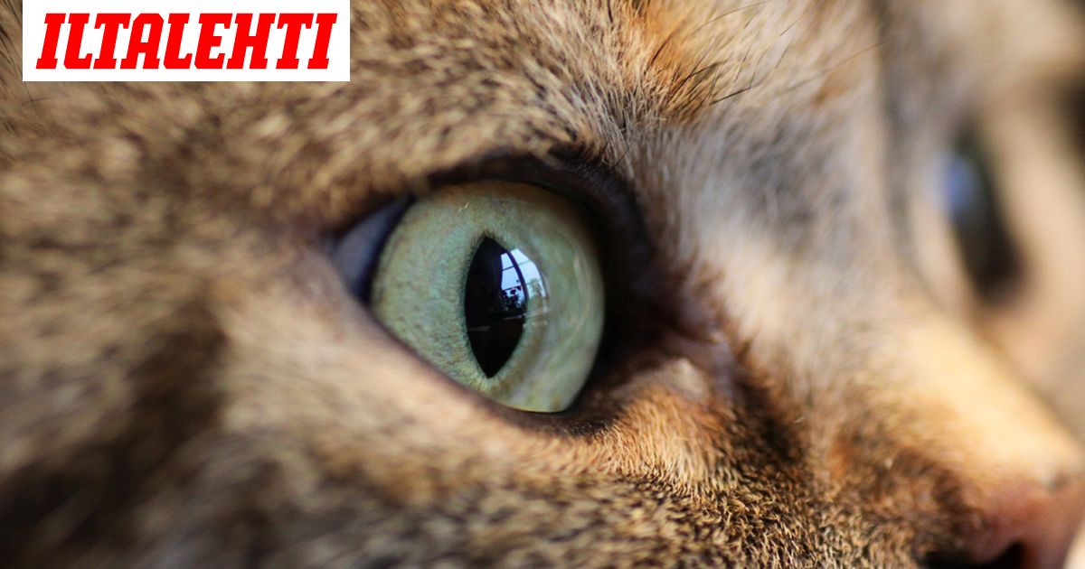 Miten kissalla voi olla tällainen pää? Quimera on netin uusi suosikkikatti