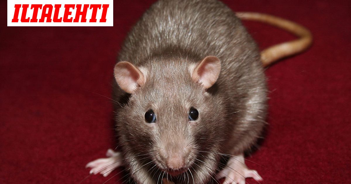 Ei kinkkurasvoja viemäriin - rotta rakastaa rasvaa