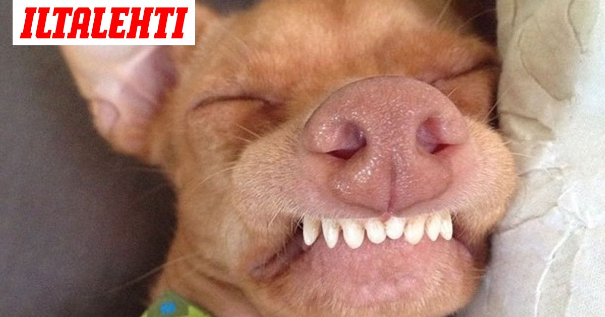 Netin suloisin koira? Tässä on Instagramin mahtavin ylipurenta!