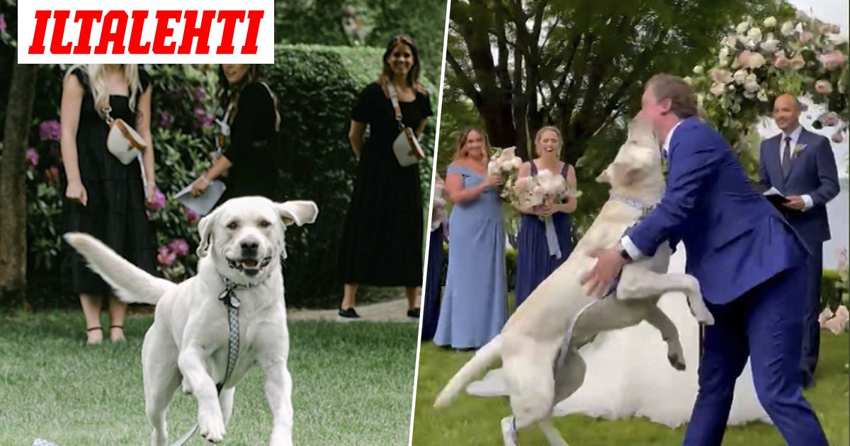 Koira villiintyi omistajiensa häissä