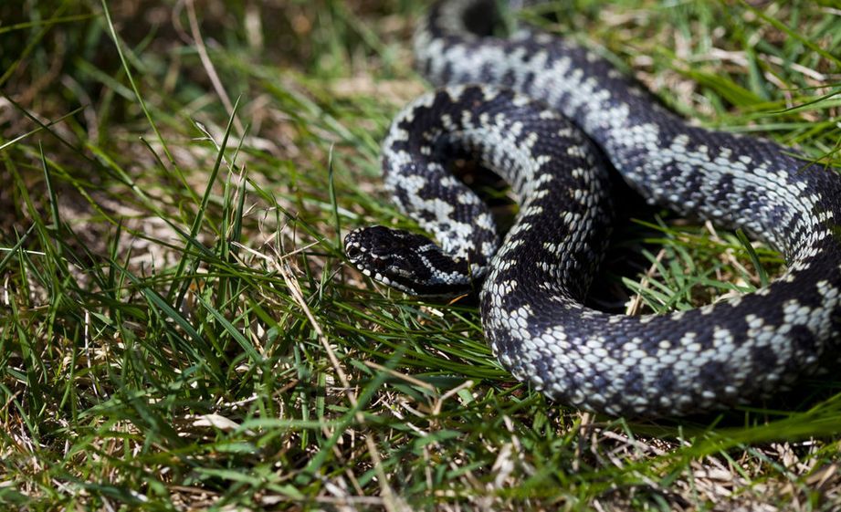 Kyyt ovat heränneet! Tunnista vaarallinen koiraskäärme