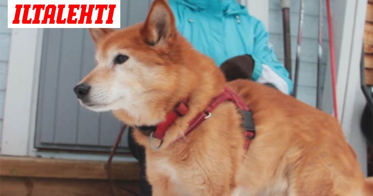 Savu-koira on luonnon ihme - onko tässä Suomen vanhin koira?