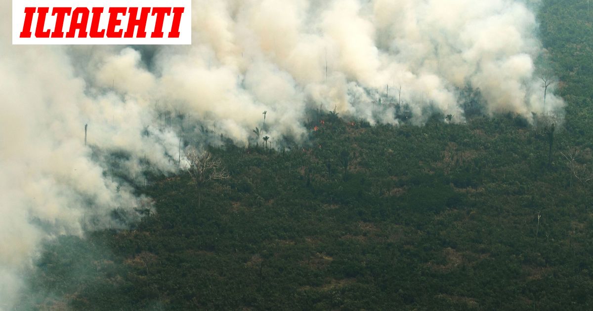 ”Maapallon keuhkot” vapauttaa enemmän hiilidioksidia kuin tuhoaa