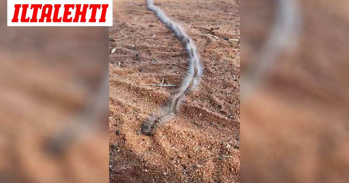 Tämä saa toukista tietämättömän hieraisemaan silmiään: lähes 7 metrinen ...