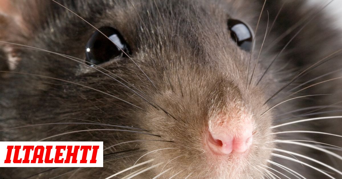 Rotta taisteli käärmettä vastaan pelastaakseen poikasensa -mieletön video